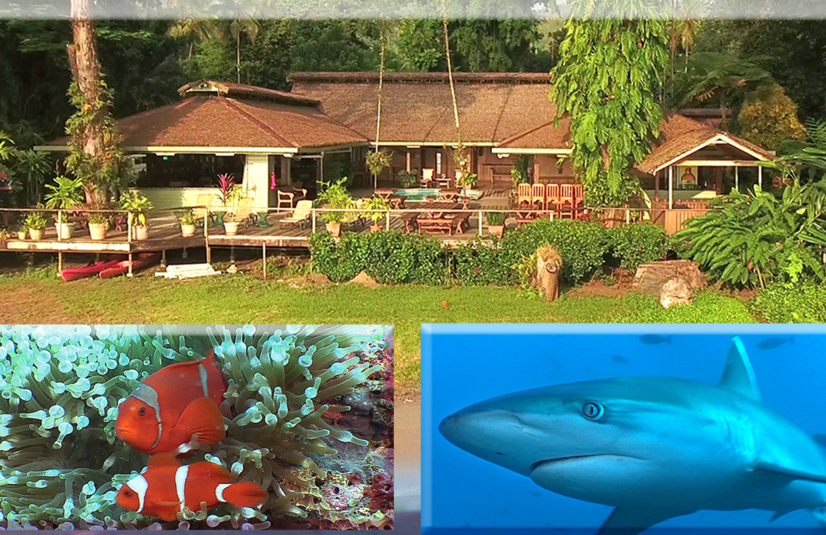 Walindi Plantation Resort – Out of the Blue Productions